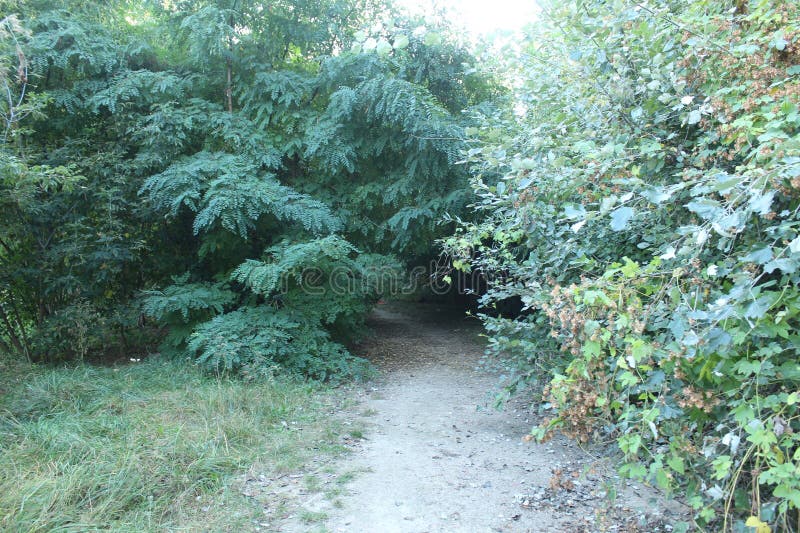 The Path is Overgrown with Bushes and Grass. Impassable Road Stock ...