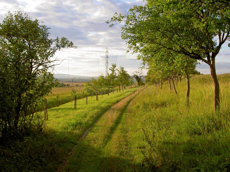 The Path Overgrown with Grass Leads through the Trees and Disappears ...