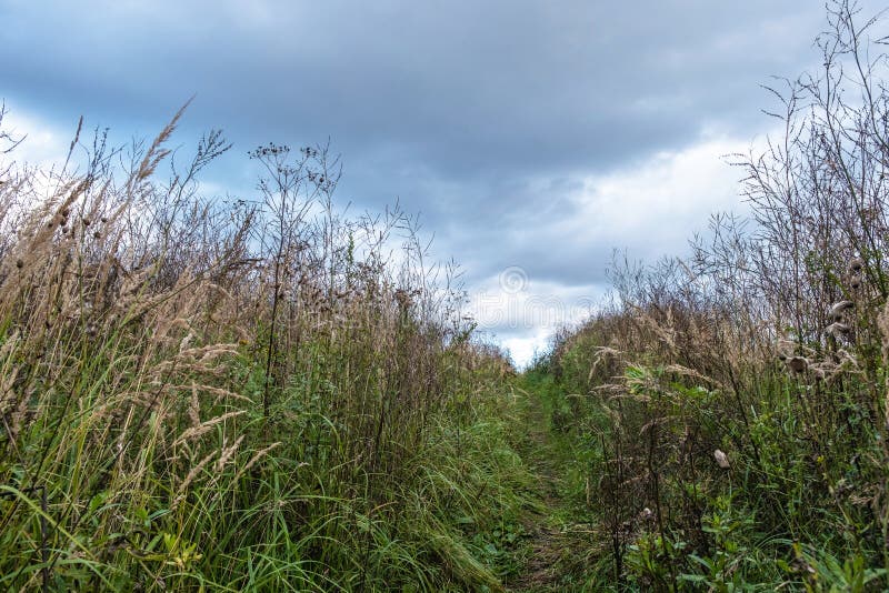 A Path Overgrown with Tall Dry Grass Against a Background of Green ...