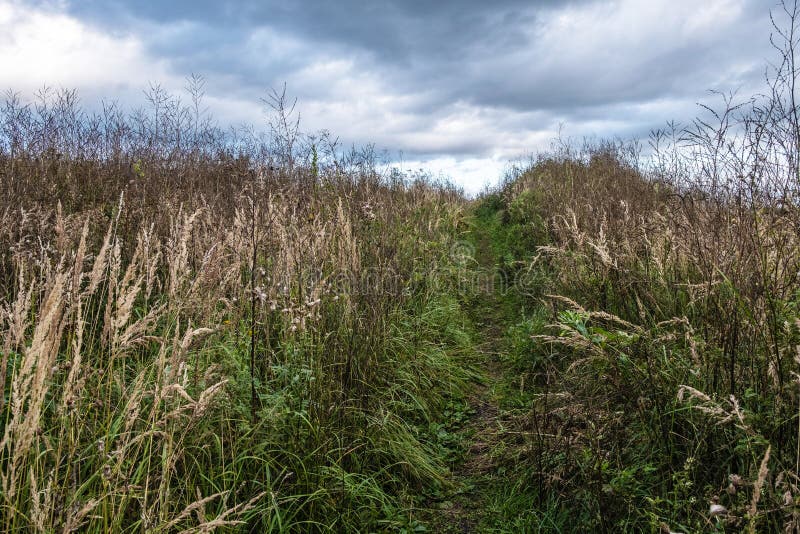 A Path Overgrown with Tall Dry Grass Against the Background of a Cloudy ...
