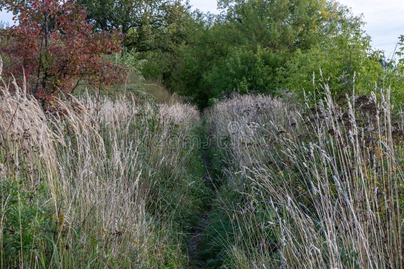 A Path Overgrown with Tall Dry Grass Against a Background of Green ...