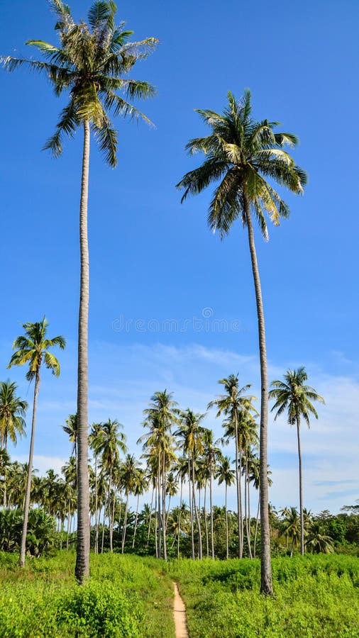 Path through a Palm Tree Field Stock Image - Image of pedestrian, path ...