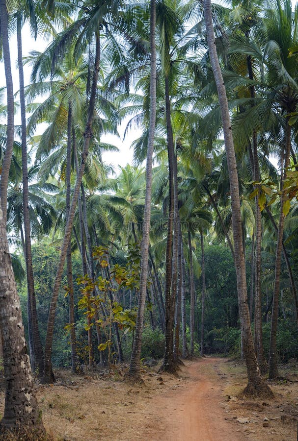 Path through the Palm Tree Jungle, Goa, India Stock Photo - Image of ...
