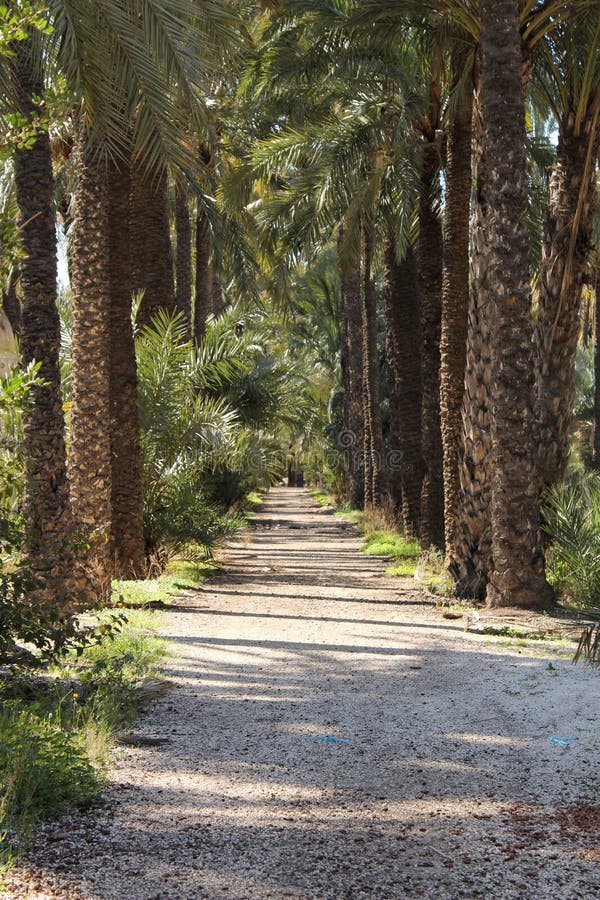 Path between Palm Trees in an Orchard of Elche Stock Image - Image of ...