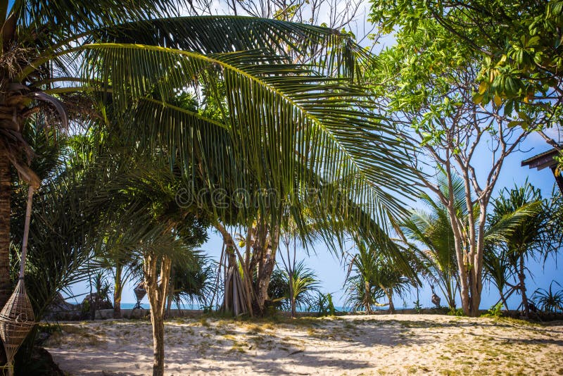 Path with Palms in Jungle Forest. Thailand Koh Stock Image - Image of ...