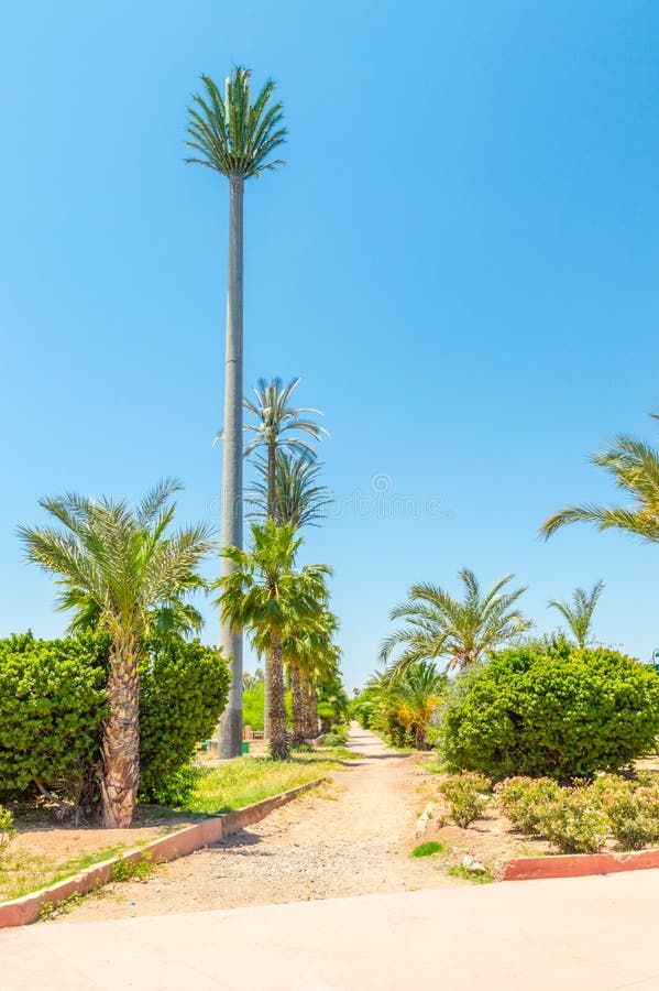 Path between Palms in Marrakech. Stock Photo - Image of palms, pathway ...