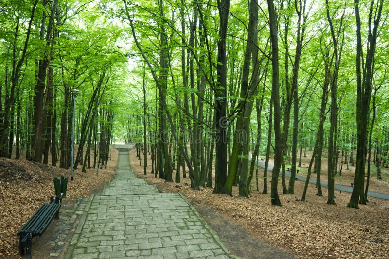 Path through the park stock image. Image of plants, outdoor - 24418221