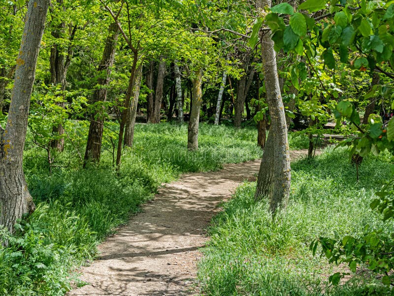 The Path in the Park Area is Lit by the Bright Summer Sun Stock Photo ...