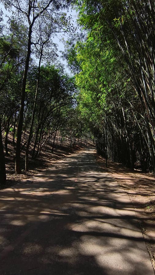 Path in the Park with Bamboo Grove and Trees Stock Image - Image of ...
