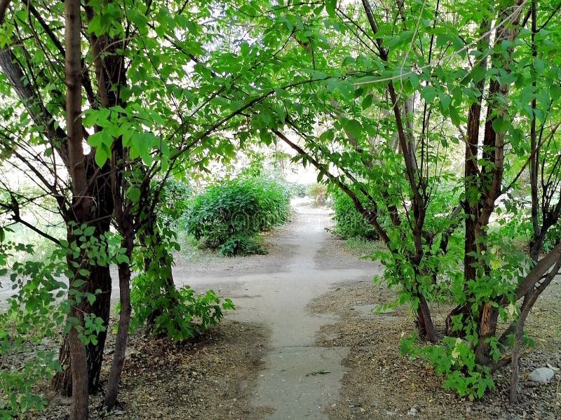 Path in the park stock photo. Image of hiking, park - 233781528