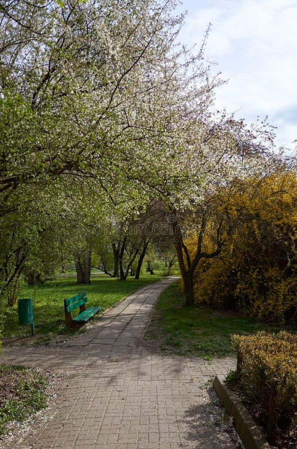 Path in a Park with a Bench and Trees Stock Image - Image of meadow ...
