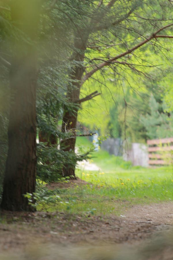 Path in the Park in Bogaczewo Stock Photo - Image of path, branch ...