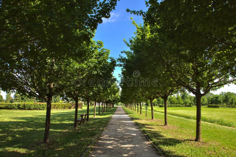 Path in a Park Bordered by Trees with the Shade Casted by Them Stock ...