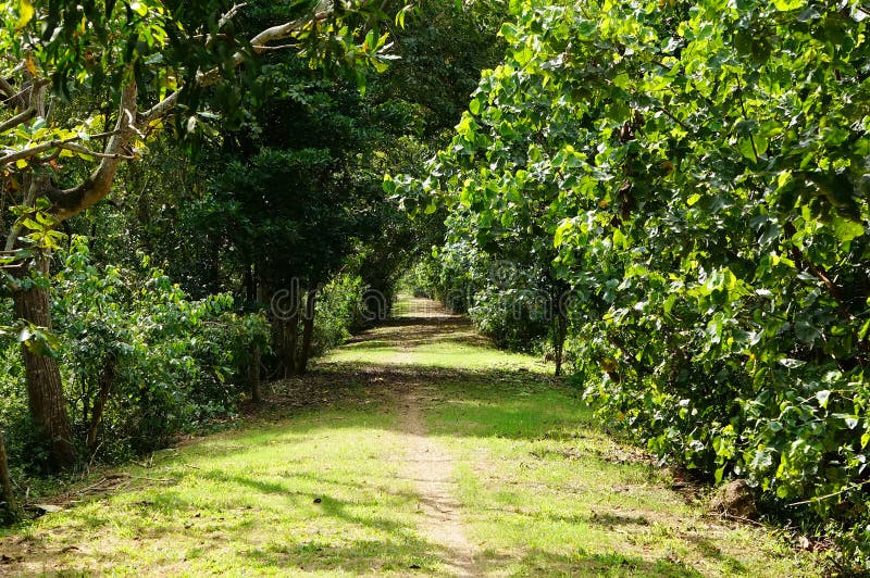 The Path in the Park between the Bushes Stock Image - Image of ...