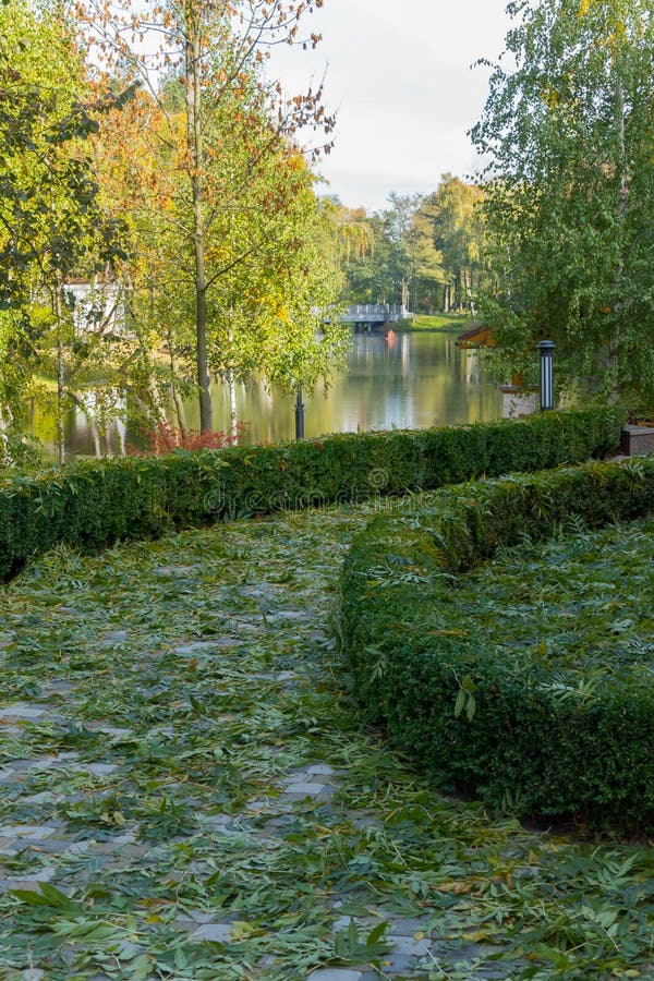 The Path in the Park is Covered with Fallen Leaves with a Border of ...