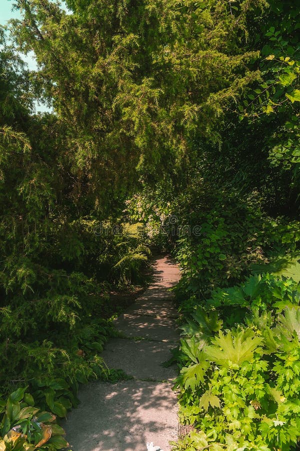 Path in the Park among Dense Vegetation. Stock Image - Image of lawn ...