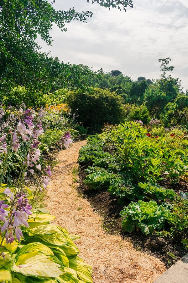 Path in the Park among Dense Vegetation. Stock Photo - Image of plant ...
