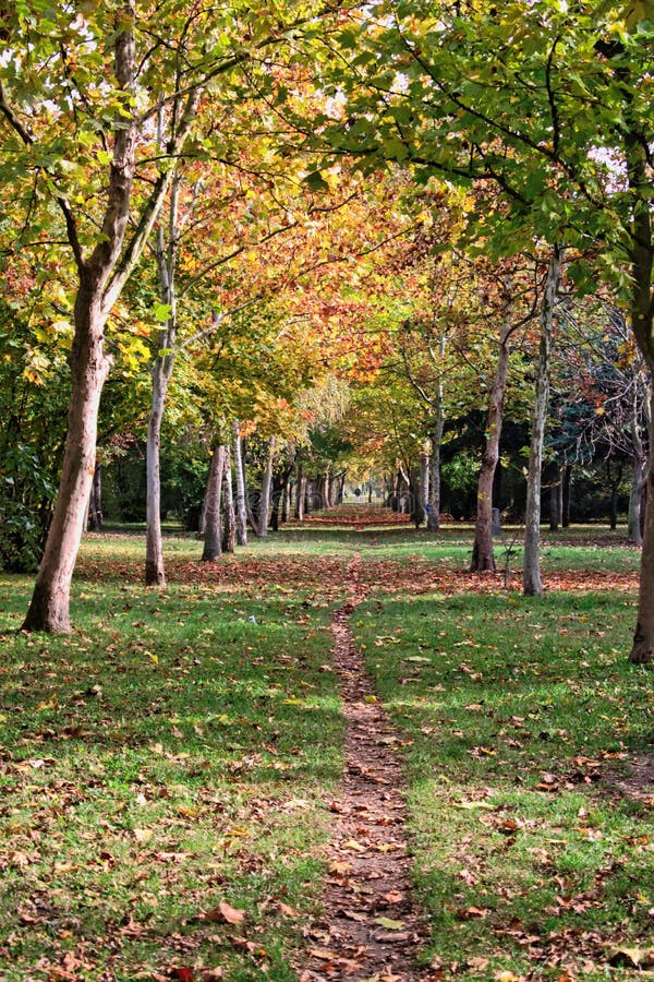 Path in the Park stock image. Image of park, brown, green - 82919917