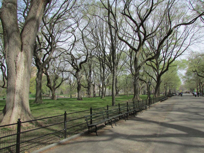 Path in the Park with Dry Trees Stock Image - Image of trees, nature ...
