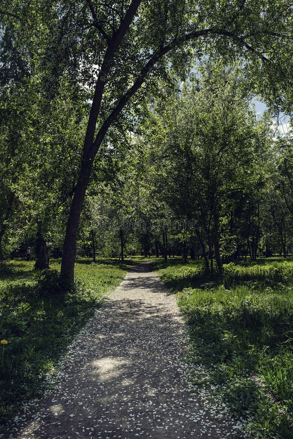Path of the Park with the Fallen Petals of an Apple Tree, it S Time for ...