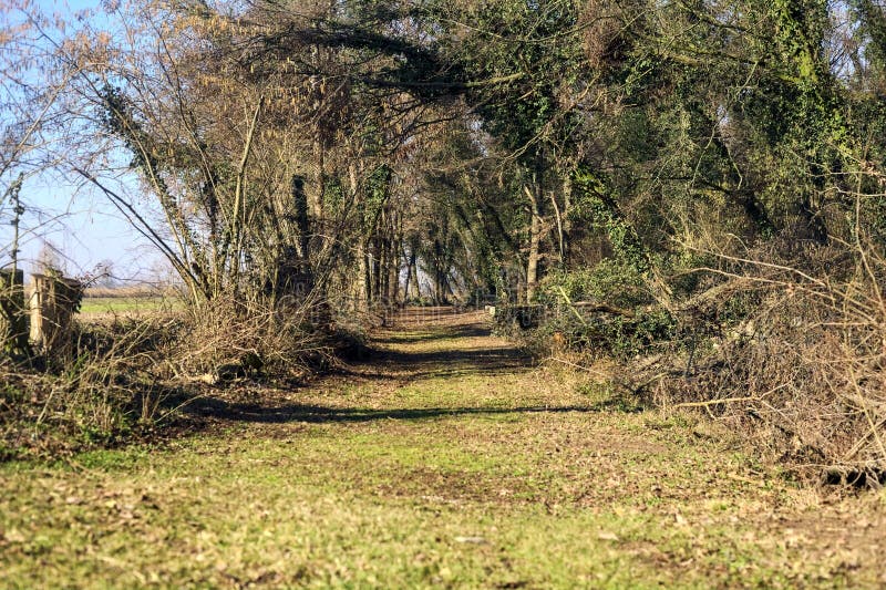 Path in a Park with a Field Visible through Trees on a Sunny Day Stock ...