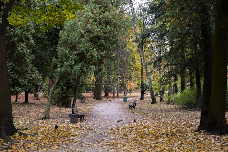 Path in the Park, Golden Tree, Autumn Theme Stock Image - Image of ...