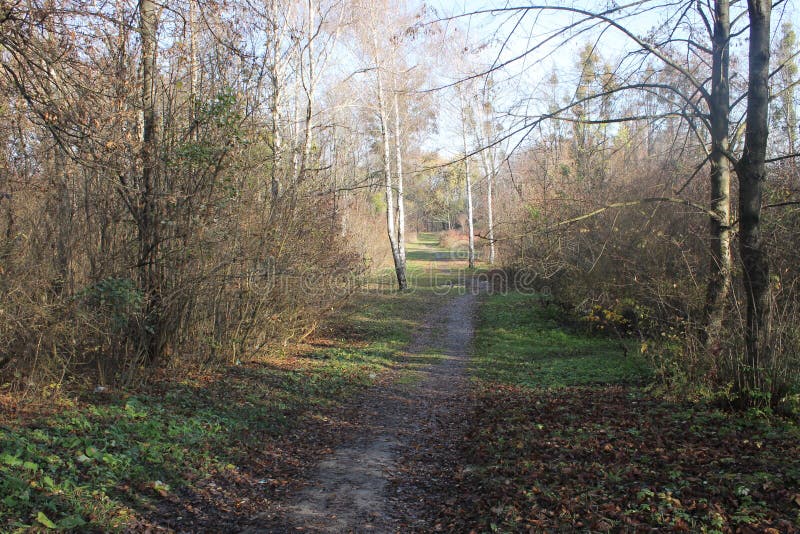 Path to the river stock image. Image of wilderness, meadow - 261059087