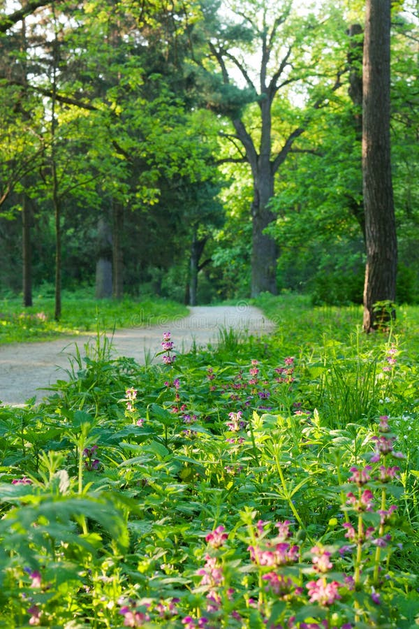 The Path in the Park. the Morning Landscape Stock Photo - Image of ...