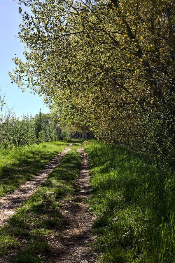 Path in a Park Next To a Lake on a Sunny Day Stock Image - Image of ...