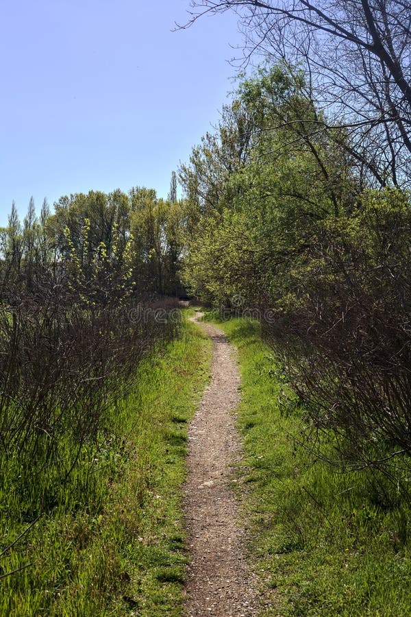 Path in a Park Next To a Lake on a Sunny Day Stock Image - Image of ...