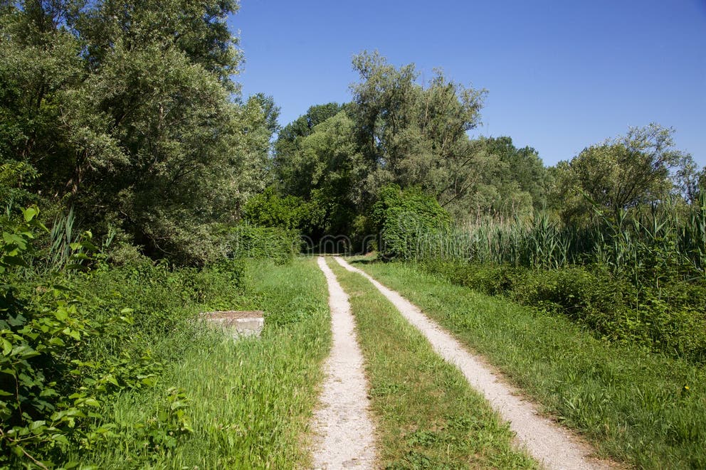 Path in a Park by the Rivershore Stock Image - Image of branch, green ...