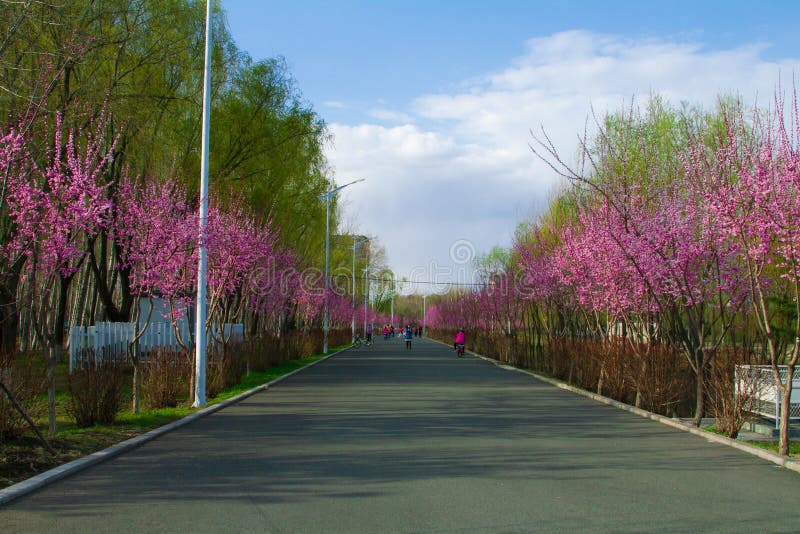 A Path in Spring with Pink Flower Blossom Stock Image - Image of fruit ...