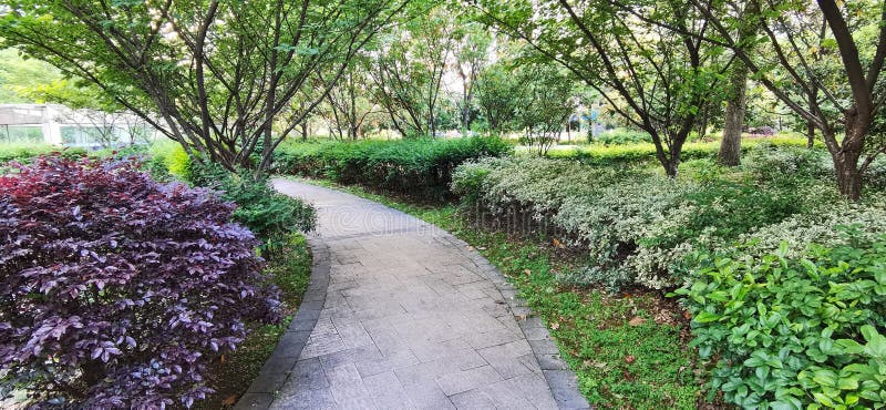 A path in the park stock photo. Image of sunlight, grow - 246654230