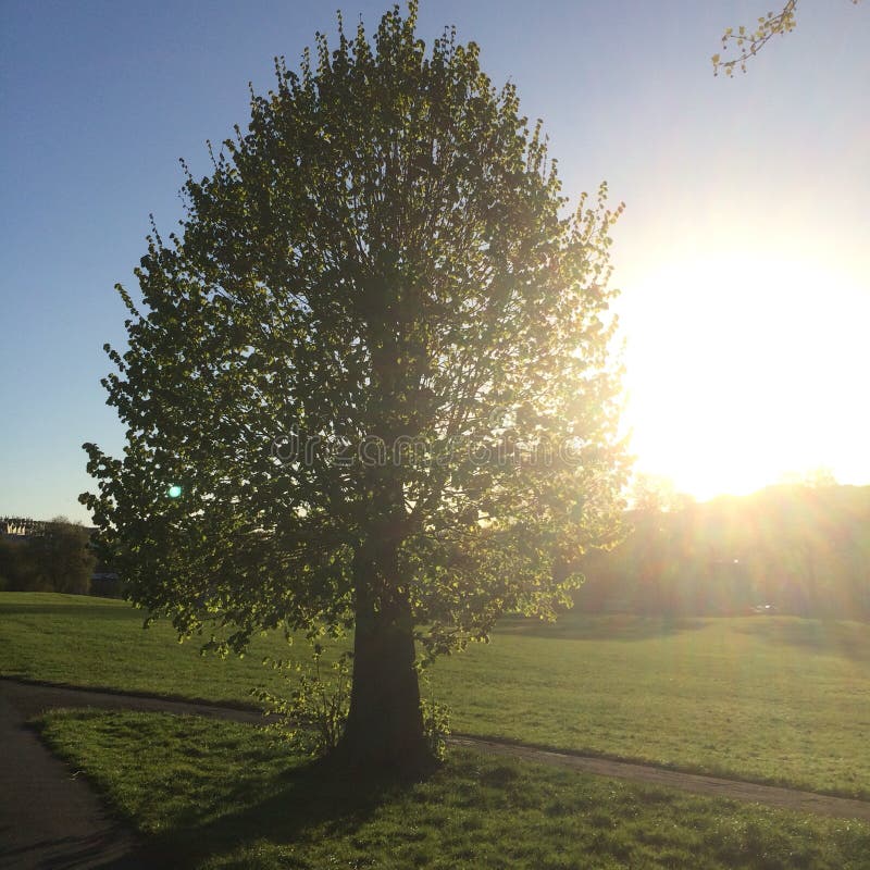 Dawn Park Pathway by Tree with Sun Bloom Stock Image - Image of ...
