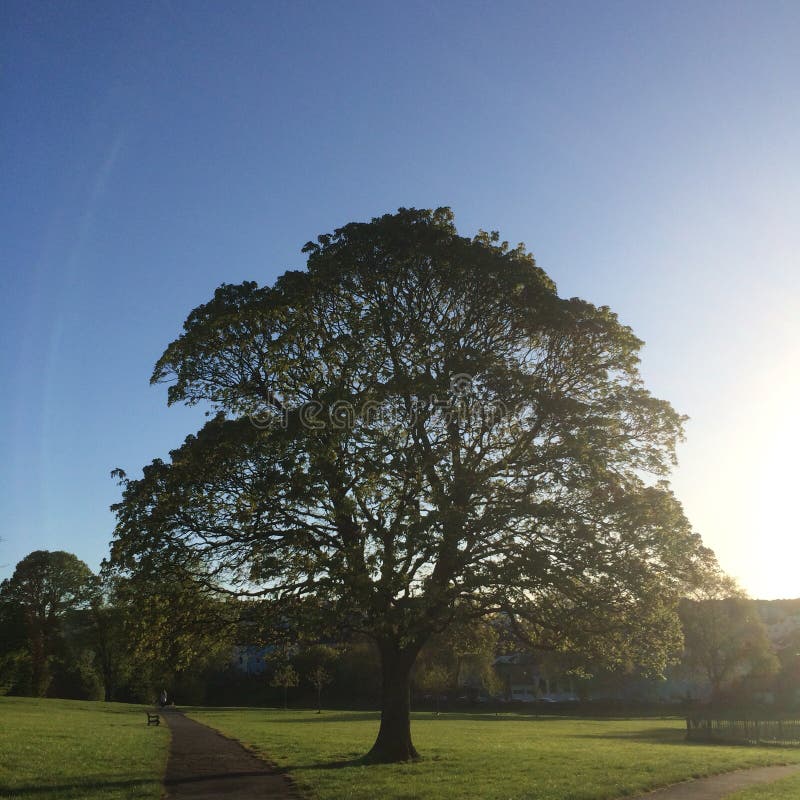 Dawn Park Pathway by Oak Tree Stock Photo - Image of rising, lane ...