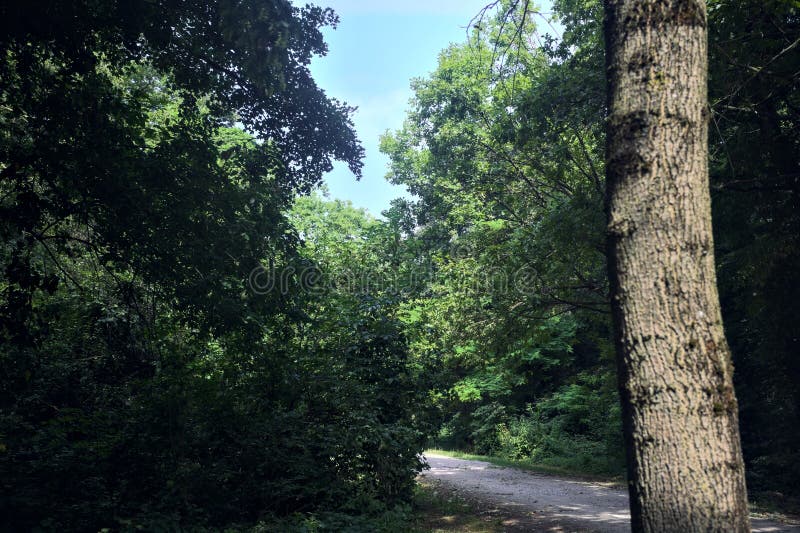 Path in a Park on a Sunny Day and a Tree Trunk Framing it Stock Photo ...