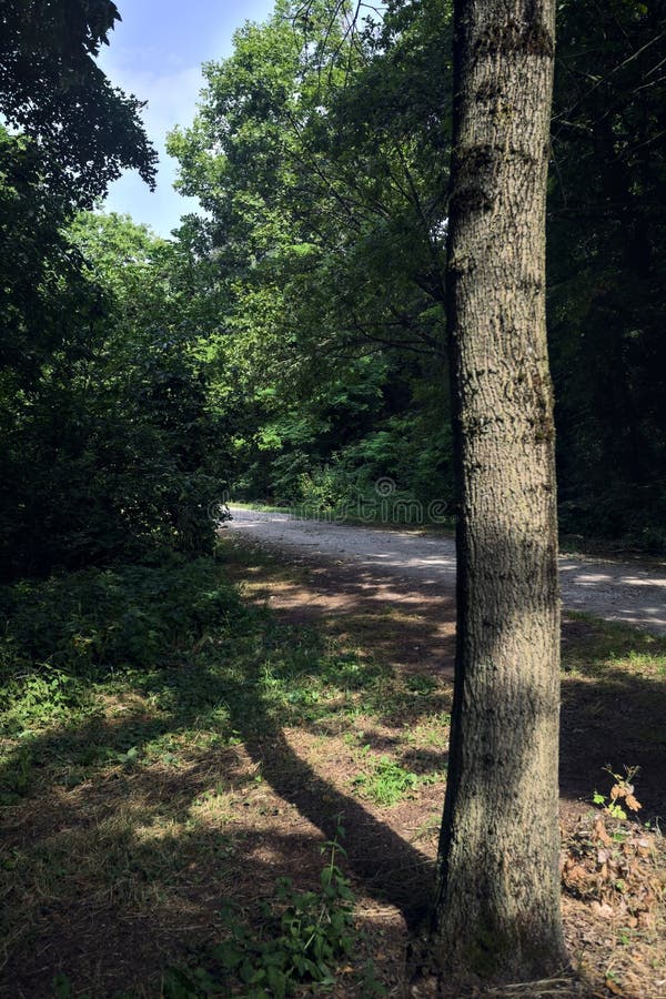 Path in a Park on a Sunny Day and a Tree Trunk Framing it Stock Photo ...