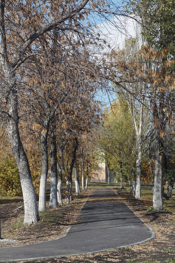 A Path in a Park with Trees on Either Side Stock Photo - Image of ...