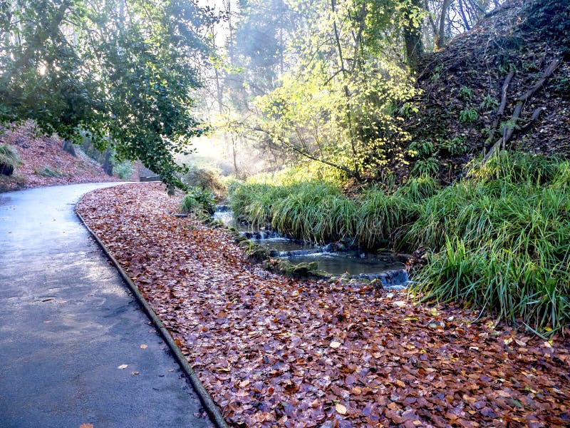 Path through a Park with Trees and Fallen Leaves Stock Image - Image of ...