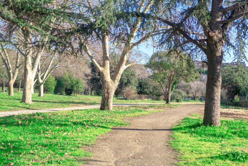 Path in a Park with Trees and Grass Stock Photo - Image of grass, road ...