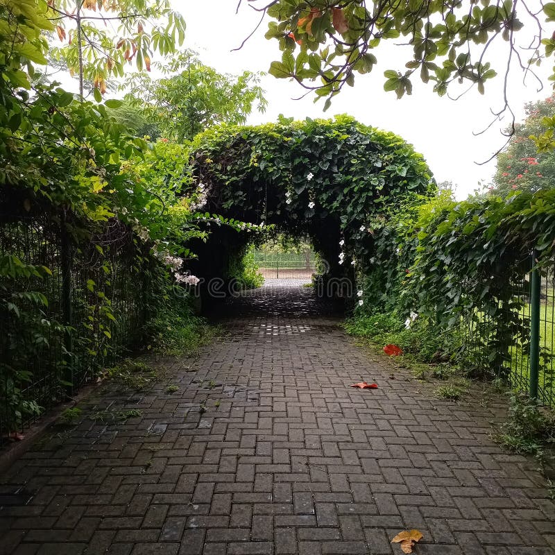 Path in Park with Tunnel of Vegetation Stock Photo - Image of plant ...