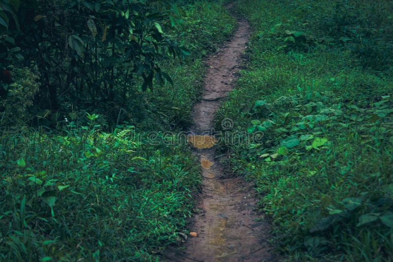 The Path that is Passed To Enter the Rubber Tree Plantation Stock Photo ...