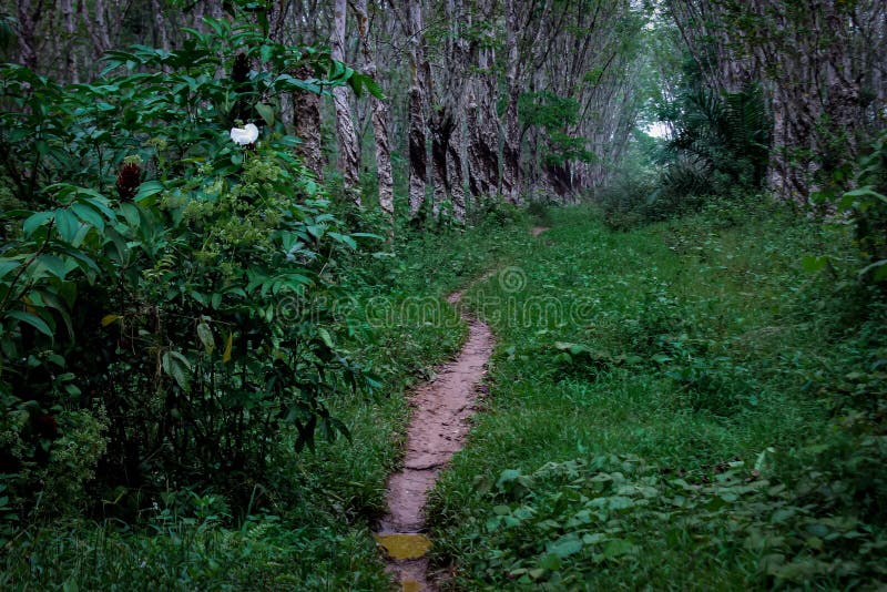 The Path that is Passed To Enter the Rubber Tree Plantation Stock Image ...