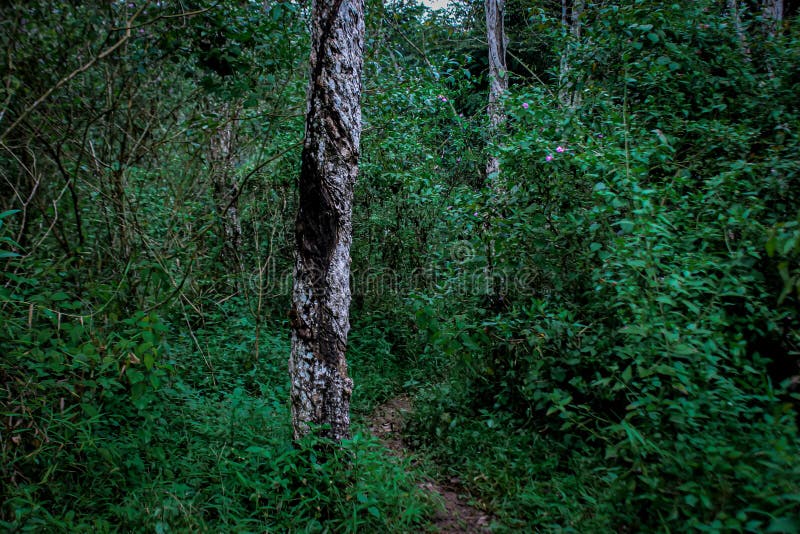 The Path that is Passed To Enter the Rubber Tree Plantation Stock Photo ...