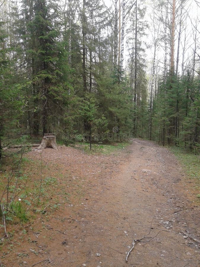 A Path that Passes through a Clearing in the Forest Stock Photo - Image ...
