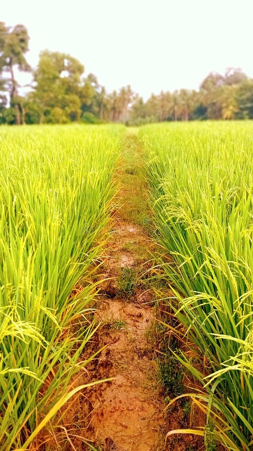 The Path Passes through Flowering Rice Fields Leading To Natural Beauty ...