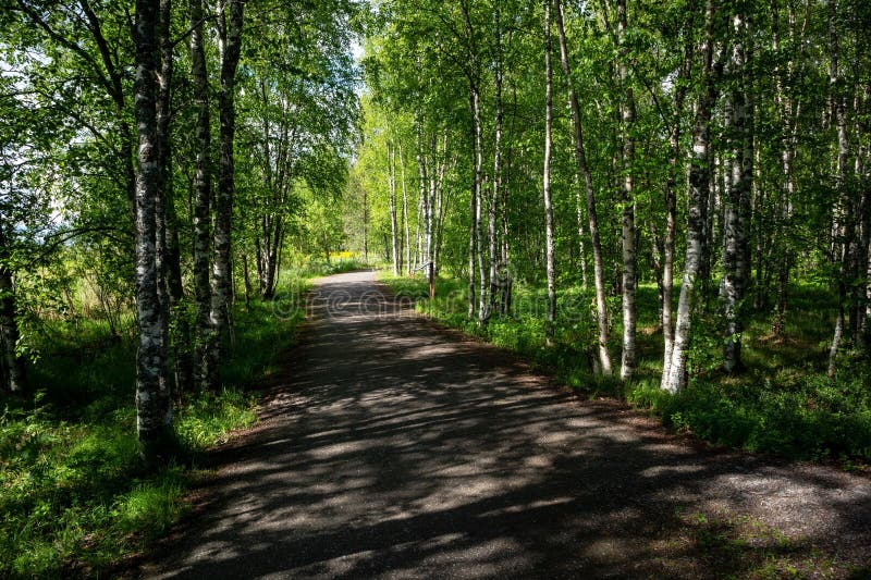 A Path Passing through a Birch Forest in Liminka Bay, Finland Stock ...