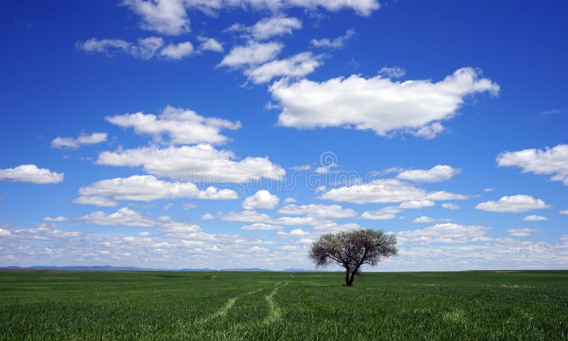 Path past the tree stock image. Image of heaven, area - 60452427