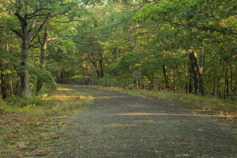 Path with patches of sun stock image. Image of color - 196543863
