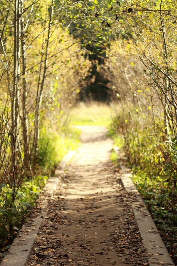 The Path, the Path Leading Forward , Autumn in the Forest Stock Image ...